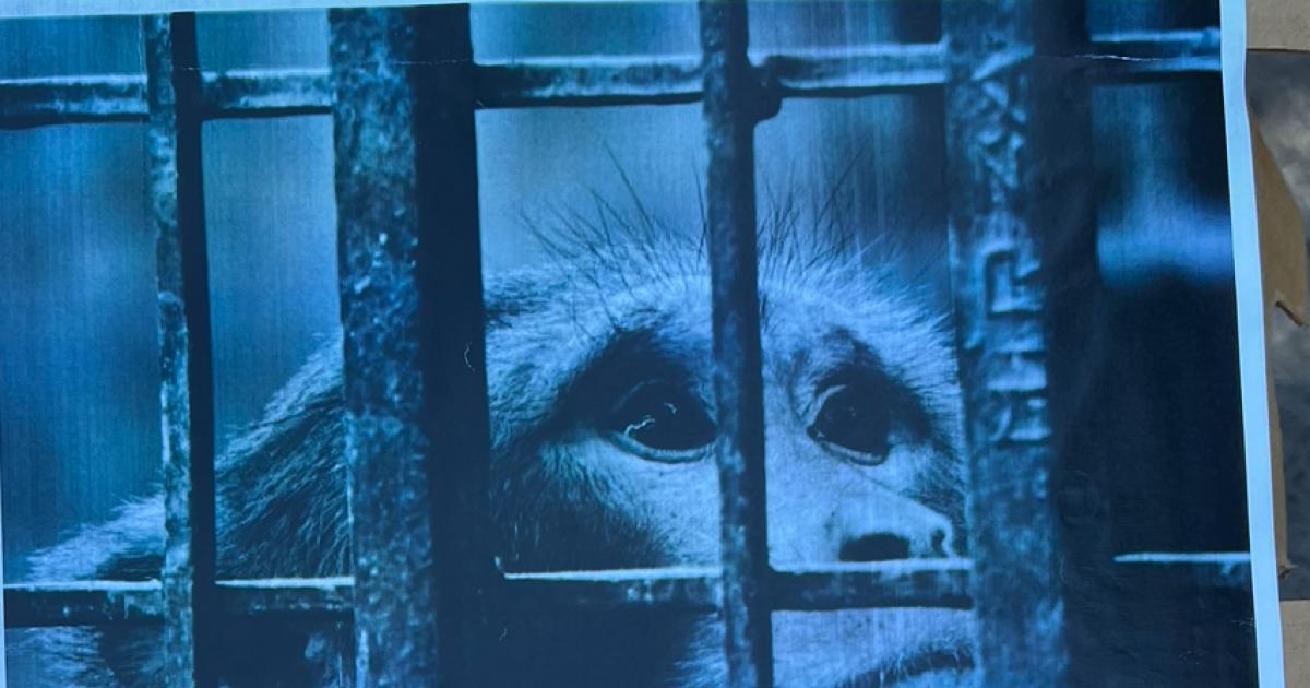Liberen a los 65 monos encerrados en el bioterio de CEMIC desde hace 20 ...
