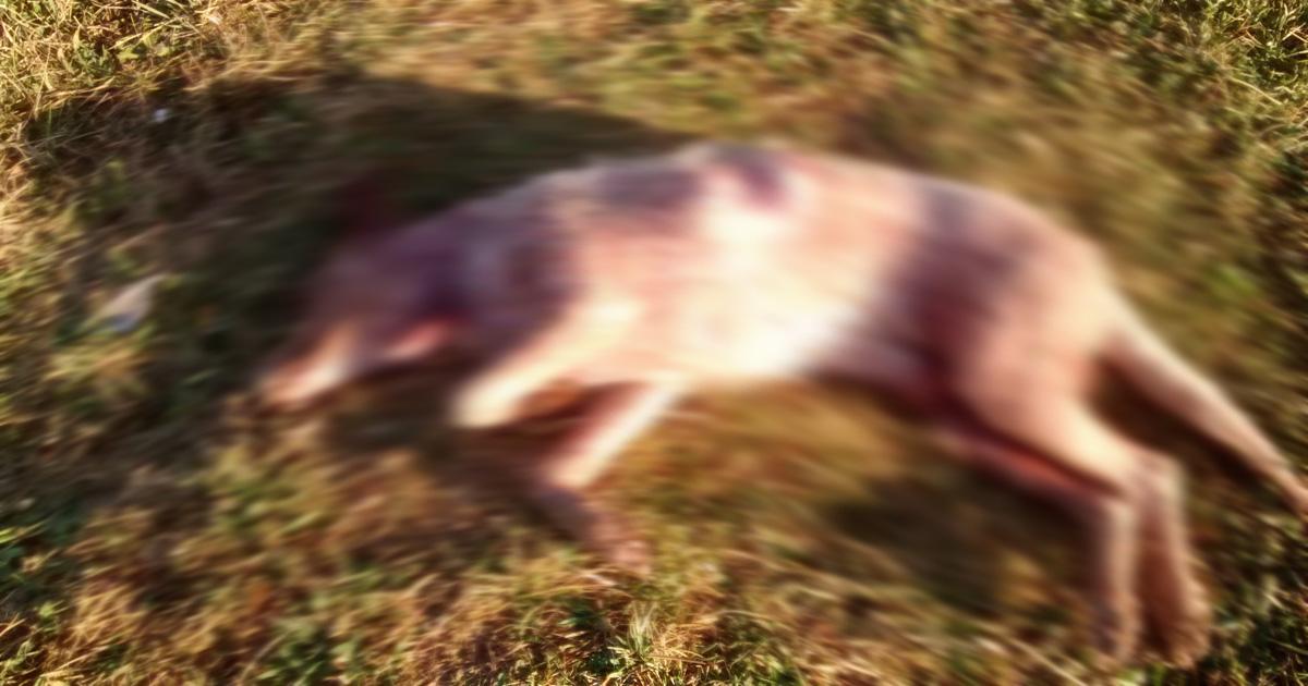 A space for the stray animals of the Metropolitan Park of Maipu, Mendoza