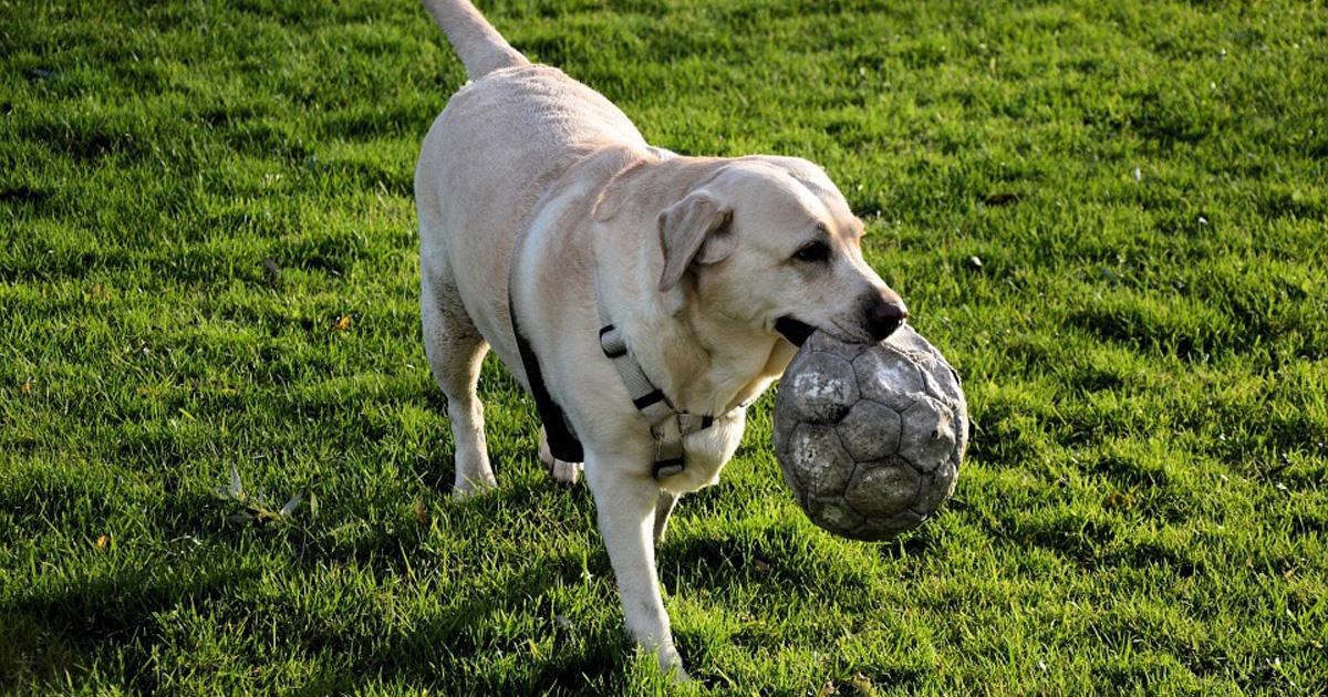 A space for the stray animals of the Metropolitan Park of Maipu, Mendoza