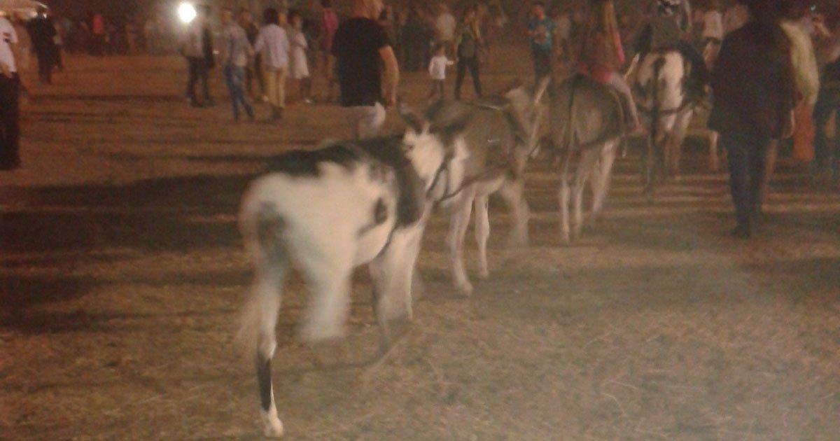 Eradicate animal abuse