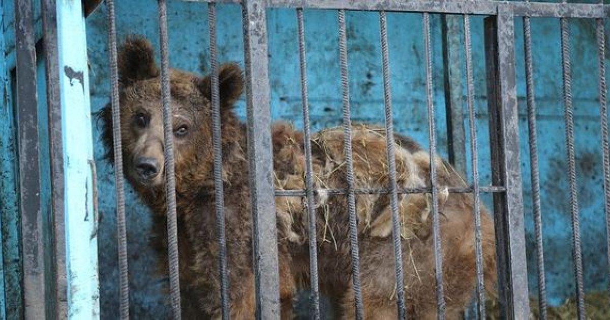 Lions and Bears STARVING in tiny cages in Armenia's worst zoo