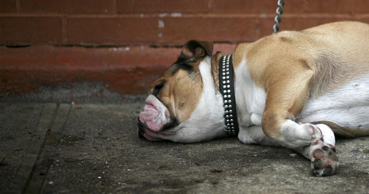 Prohibir perros encadenados