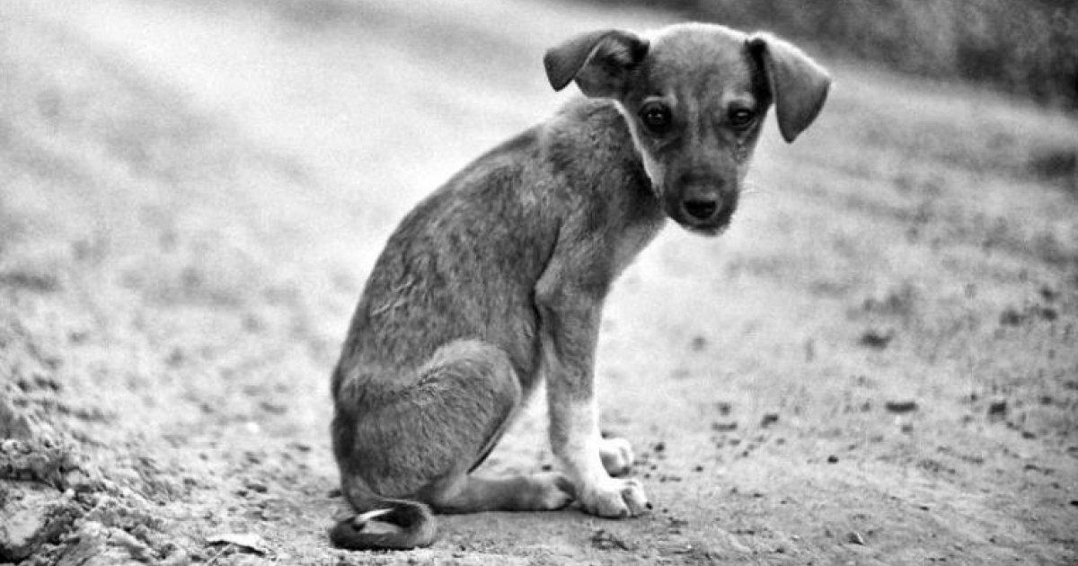 Make shelters and homes for abandoned pets