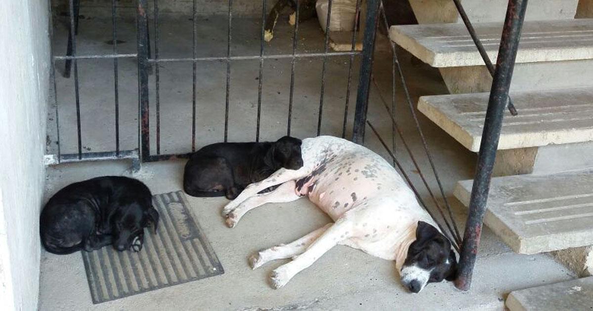 Save the street dogs and cats
