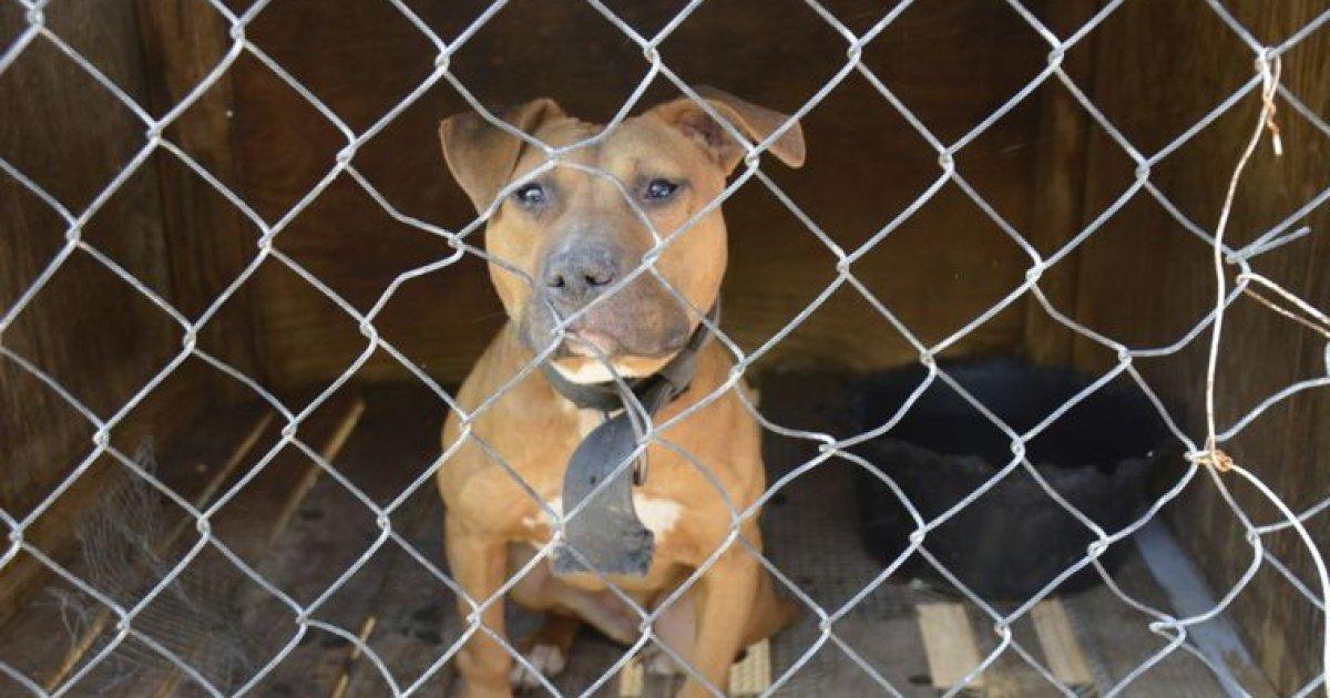 Dogs chained to a tree and abandoned. Deserve justice!