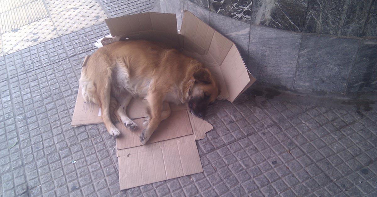 Shelters for lost animals