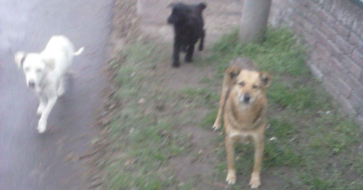 Let's save our strays animals